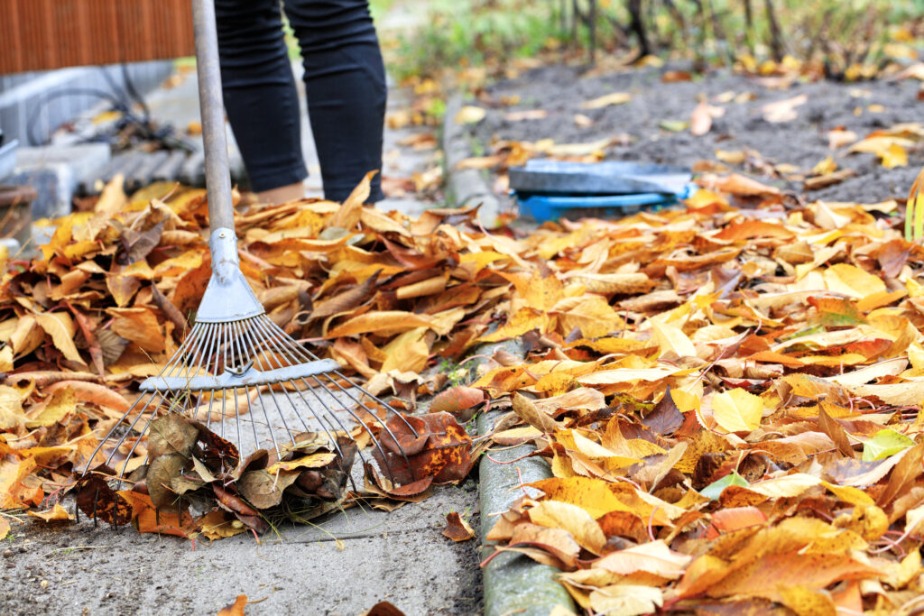 MA Fall Yard Cleanup : Services & Timing by Cut Above